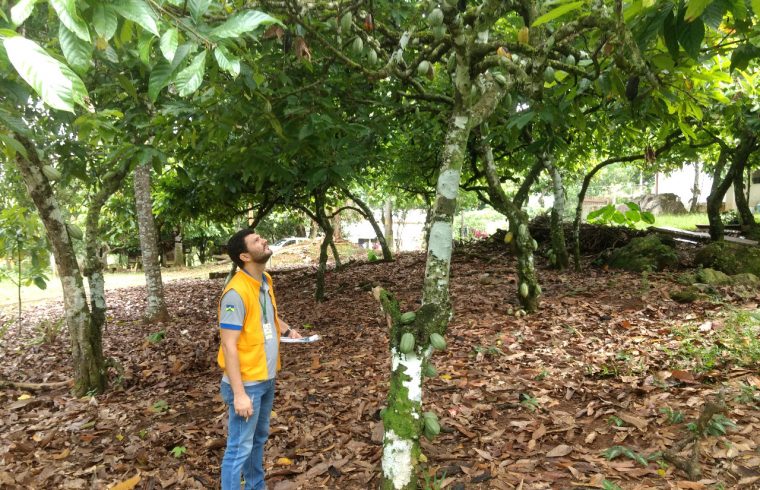 Ausência da ‘Monilíase do cacaueiro’ impulsiona a produção de cacau no ...